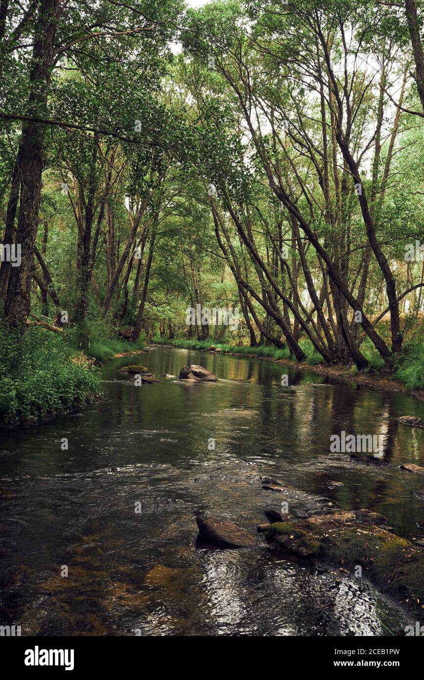 River flowing between trees Stock Photo - Alamy