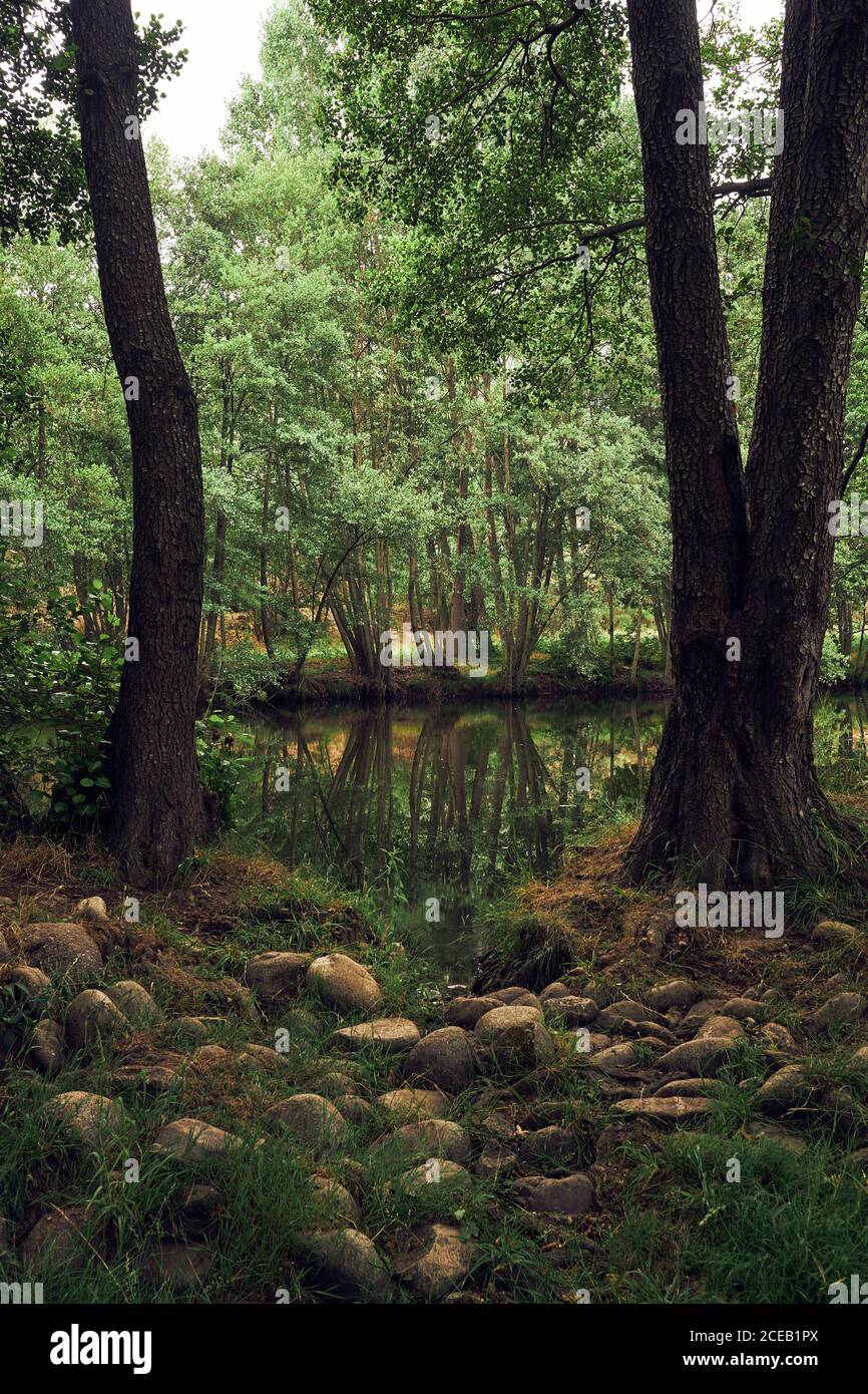River flowing between trees Stock Photo - Alamy