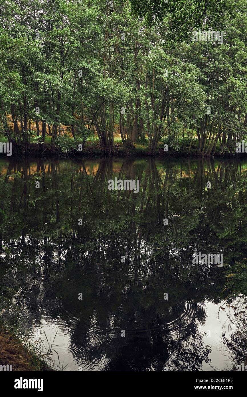 River flowing between trees Stock Photo - Alamy
