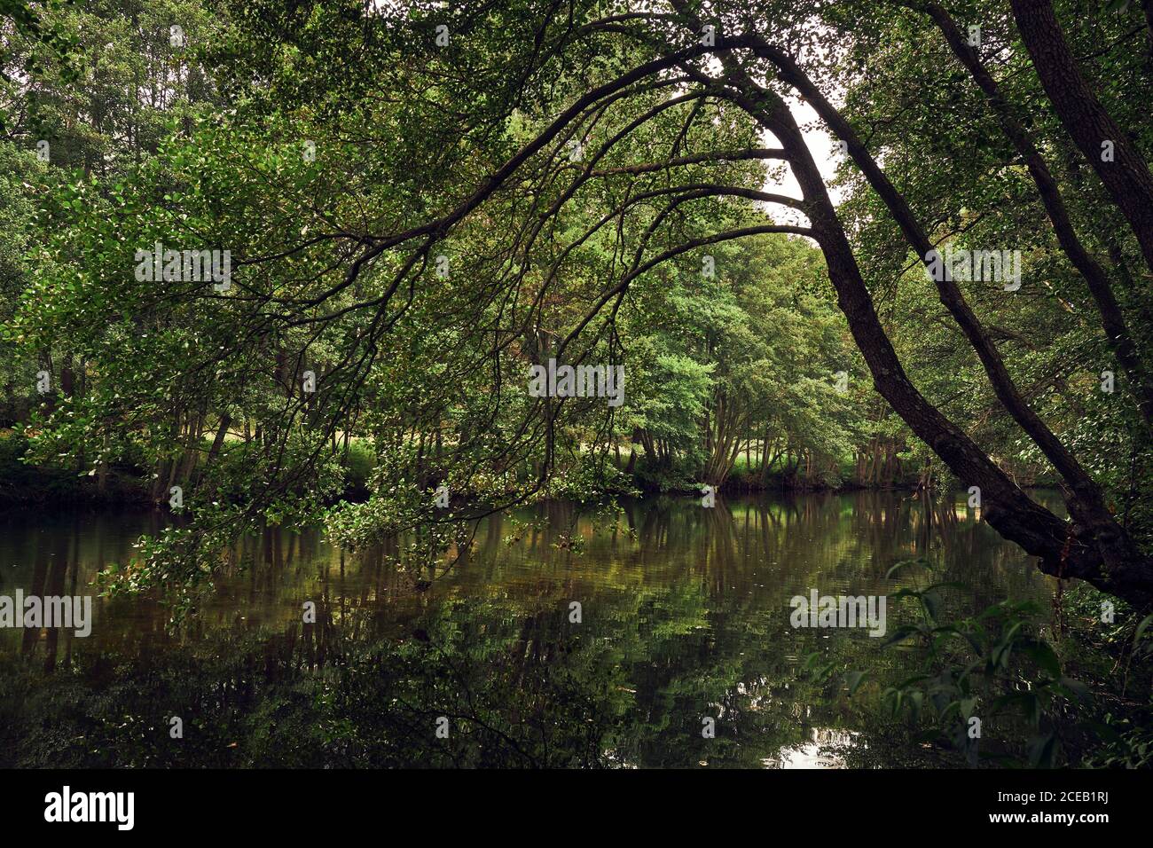 River flowing between trees Stock Photo - Alamy