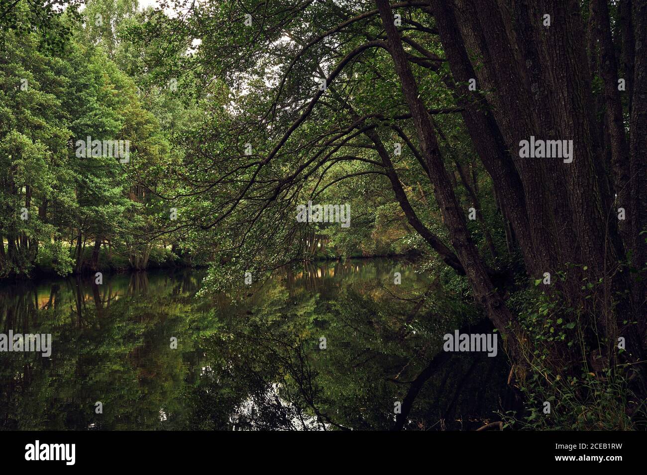 River flowing between trees Stock Photo - Alamy