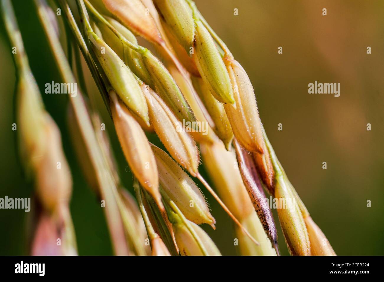old rice grains that are already filled and starting to turn yellow ...