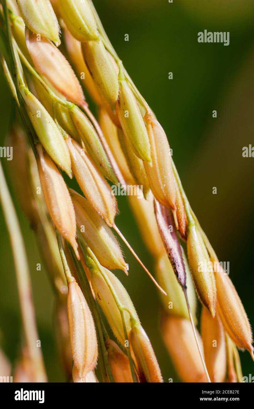 old rice grains that are already filled and starting to turn yellow ...