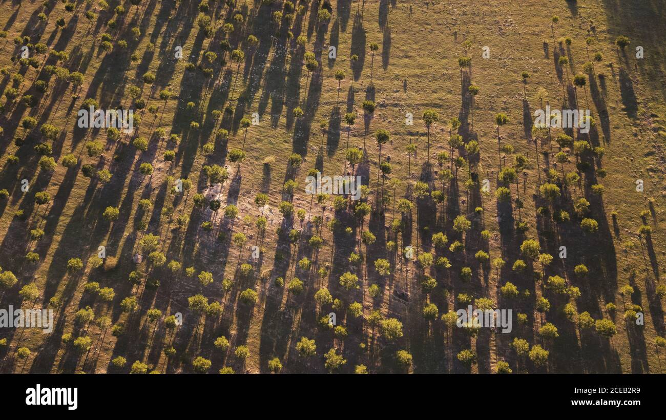 Aerial view of trees in forest Stock Photo - Alamy