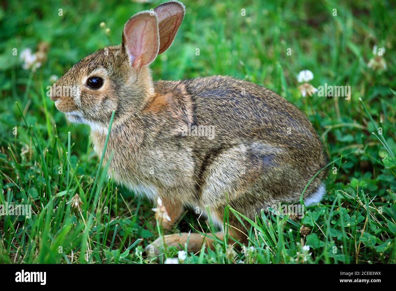 Eastern cottontail rabbit Stock Photo - Alamy