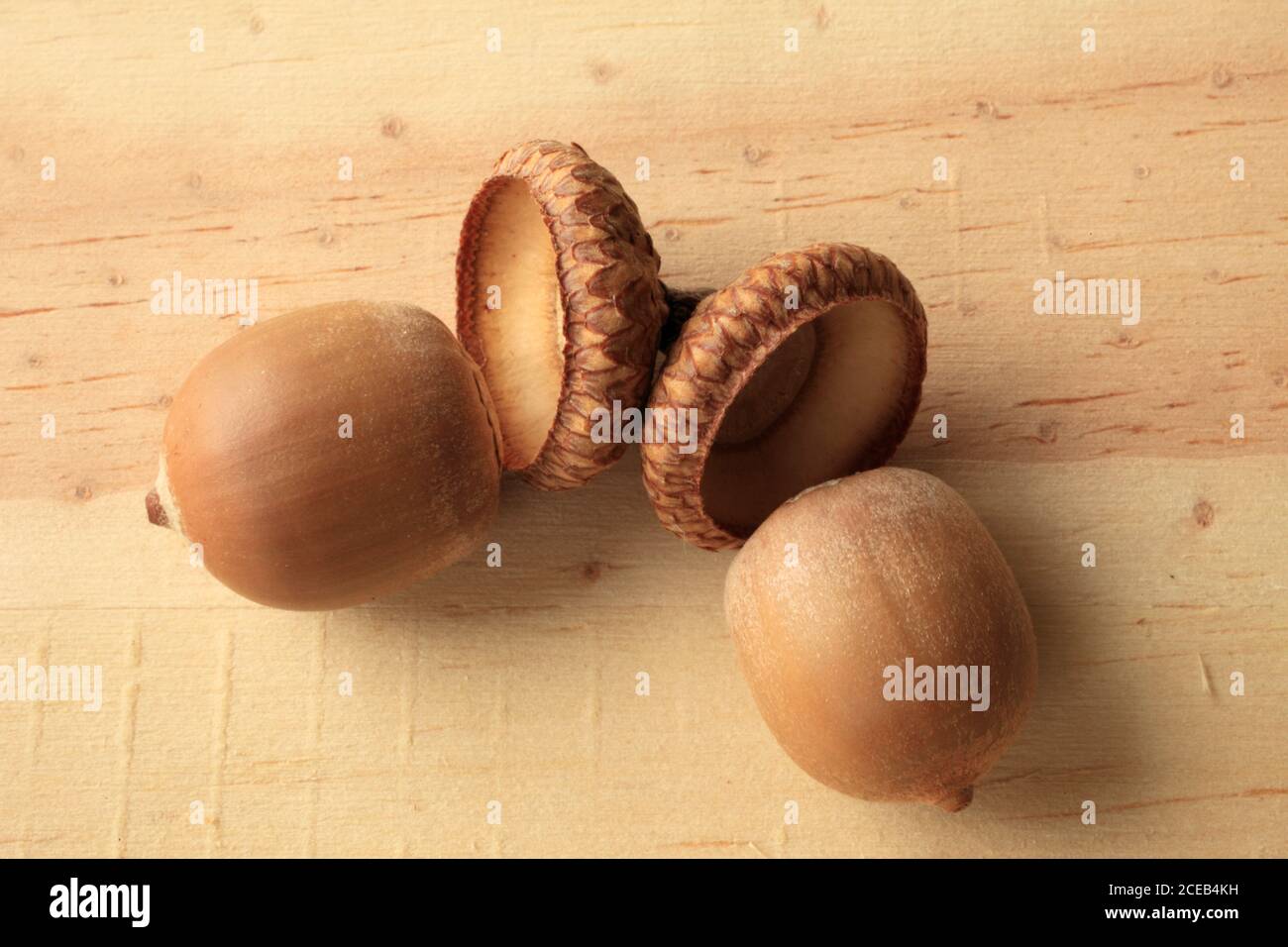 Acorn nuts hi-res stock photography and images - Alamy