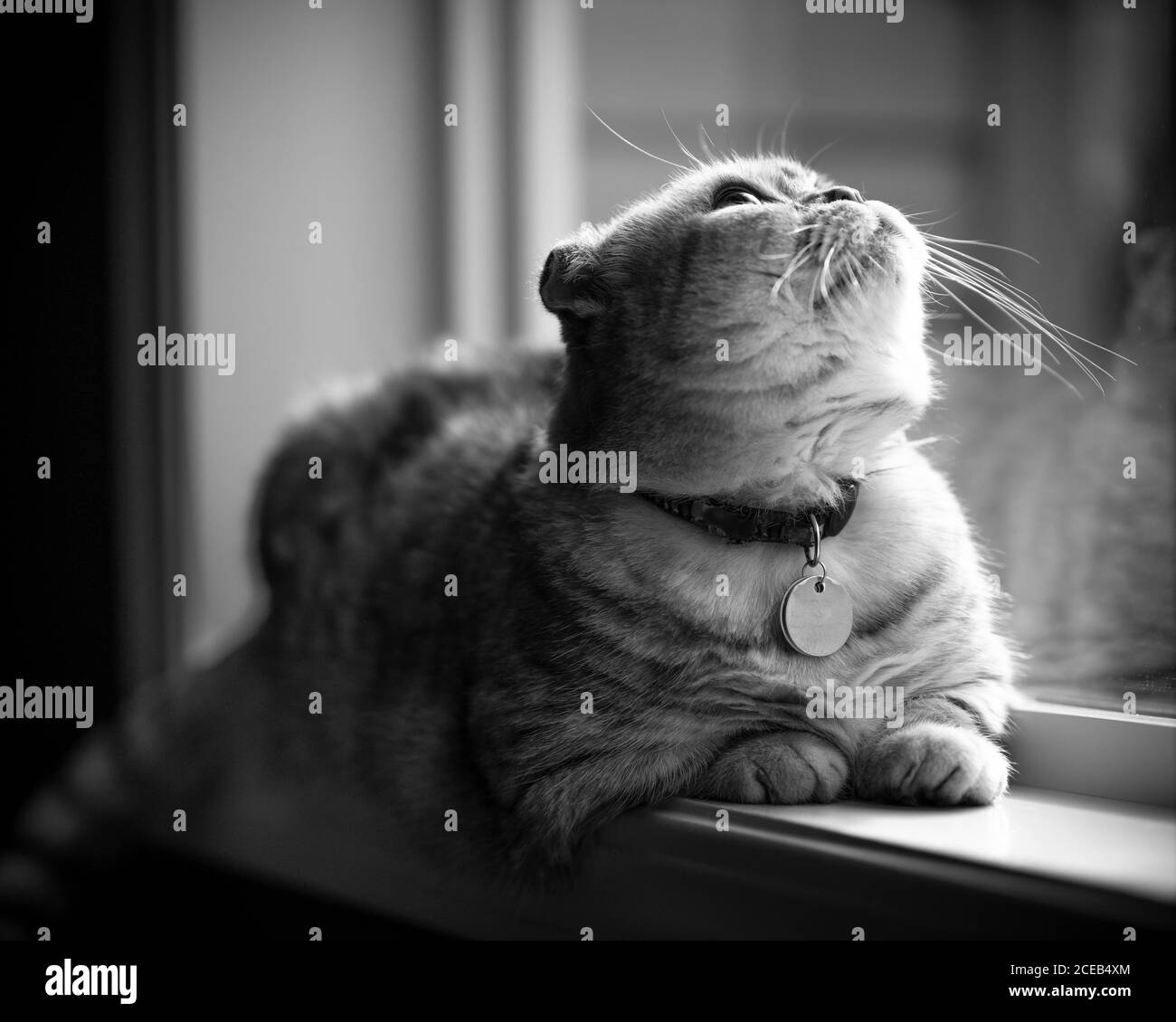 Interior cute Black and White Stock Photos & Images - Alamy