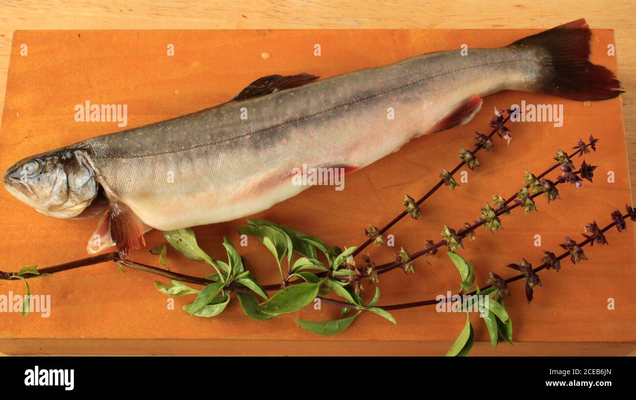 Arctic char, fish, thai basil Stock Photo - Alamy