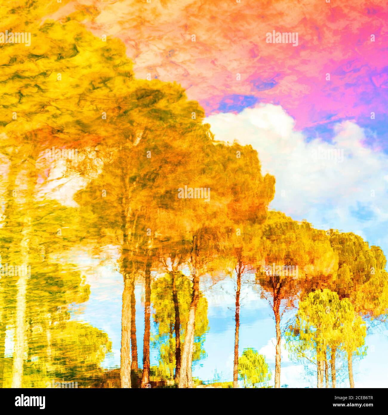 Golden light trees hi-res stock photography and images - Alamy
