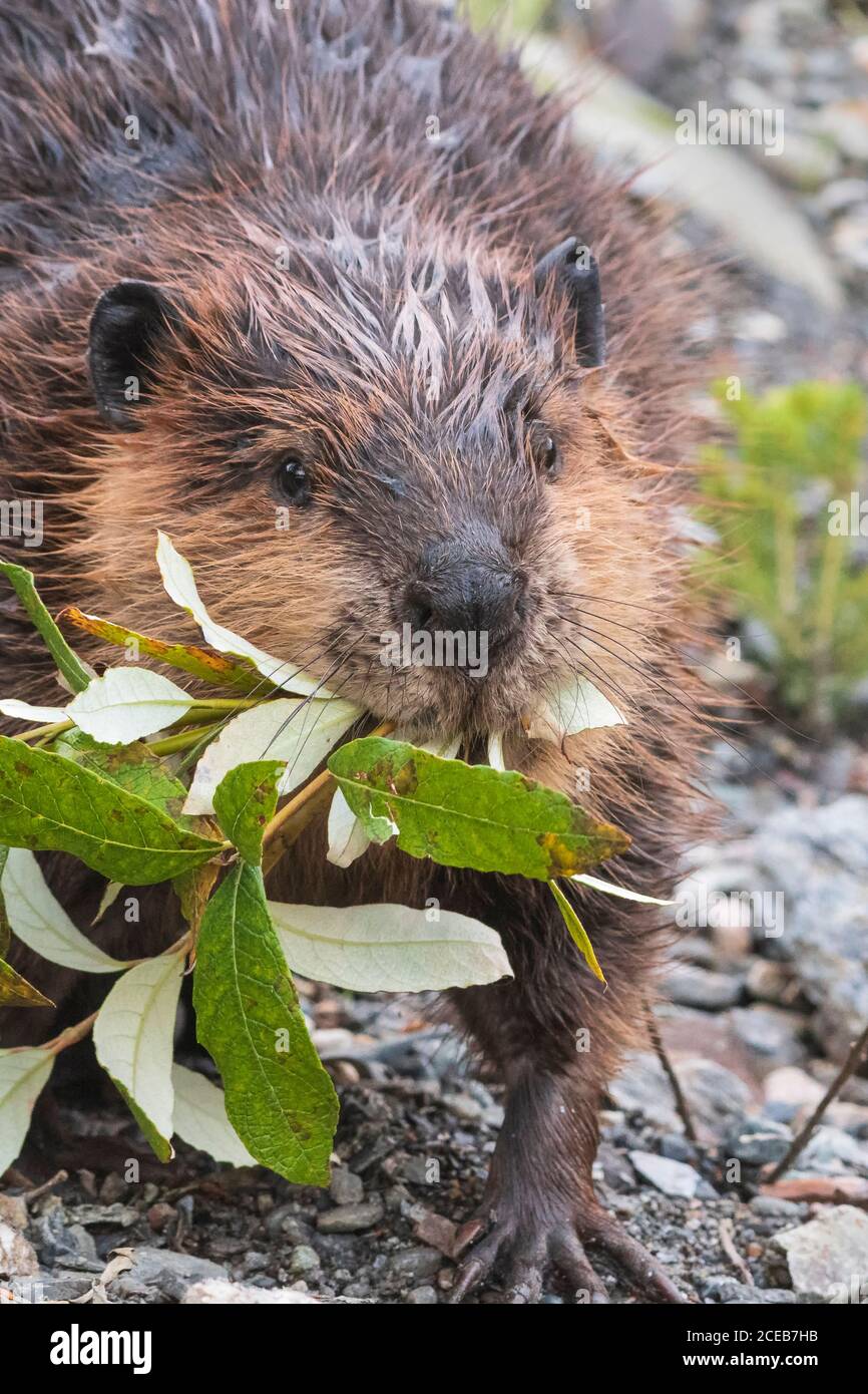 Beaver on land hi-res stock photography and images - Alamy