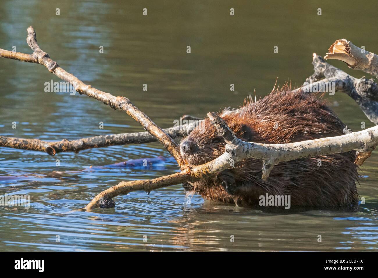North America; United States; Alaska; Alaska Range Mountains; Spring ...