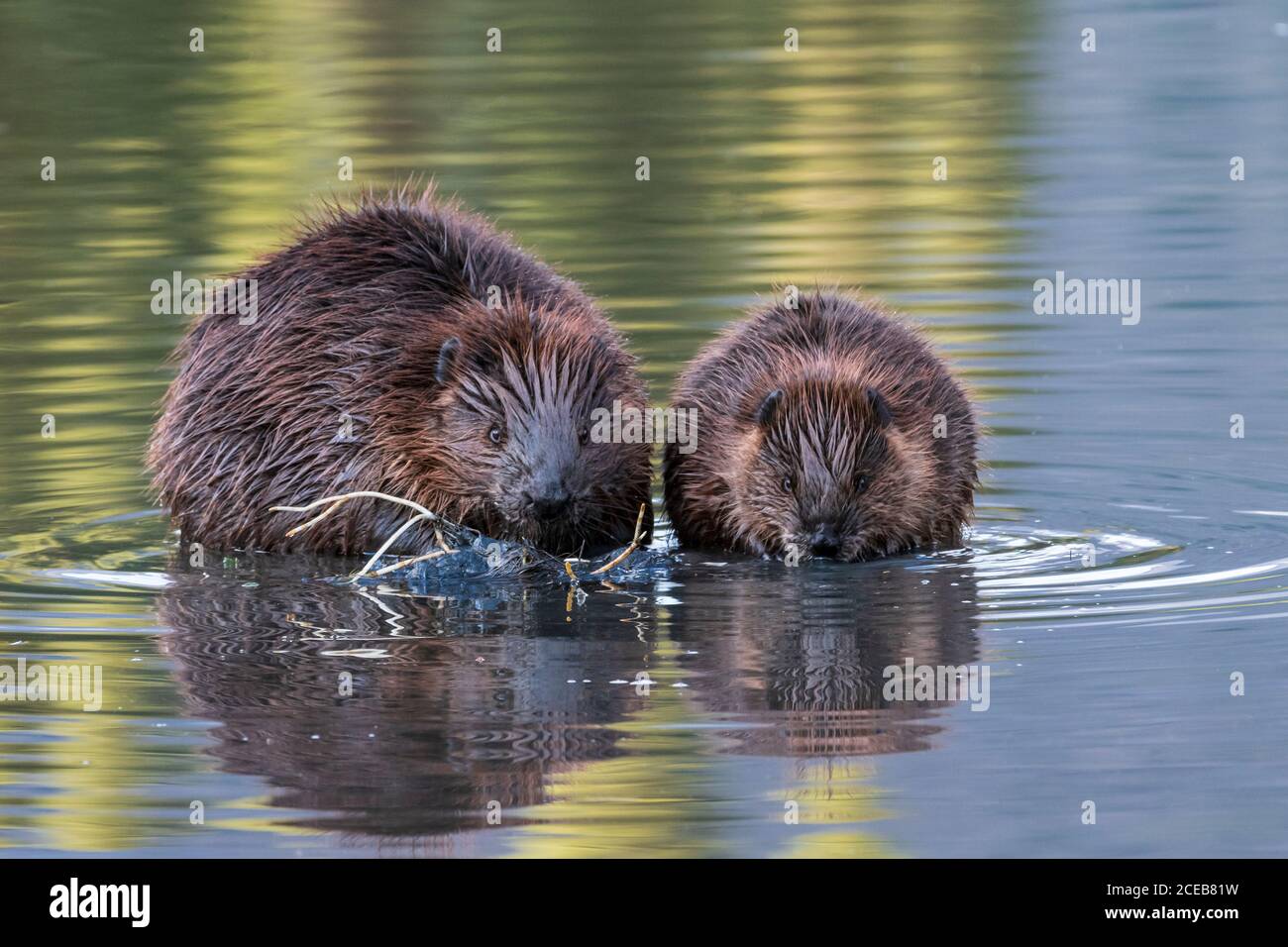 North America; United States; Alaska; Alaska Range Mountains; Spring ...