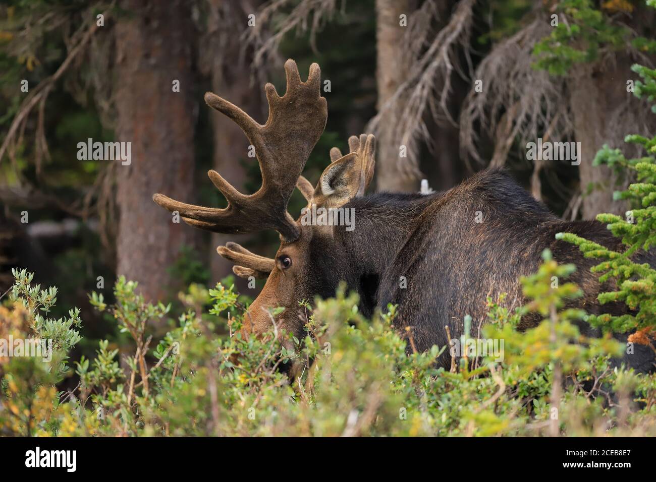 Bull moose Shiras Alces alces shirasi closeup in green forest ...