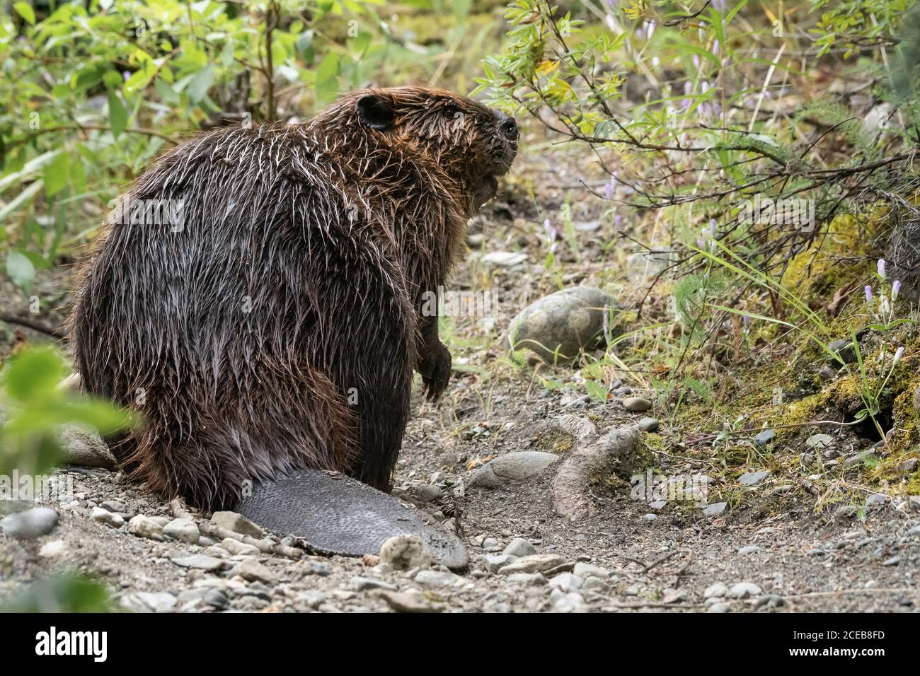 North America; United States; Alaska; Alaska Range Mountains; Spring ...