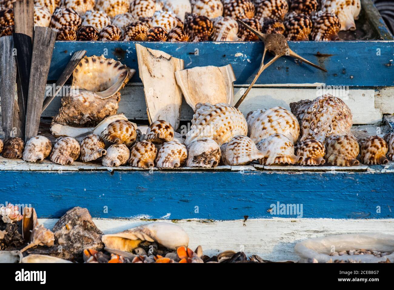 Whelk store hi-res stock photography and images - Alamy