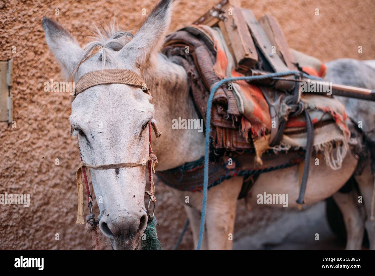 Sad Tired Donkey High Resolution Stock Photography and Images - Alamy