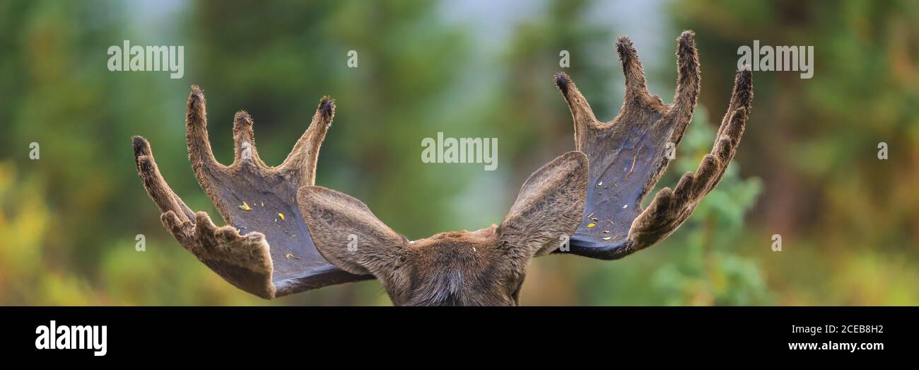 Bull moose Shiras Alces alces shirasi panorama closeup of antlers in ...
