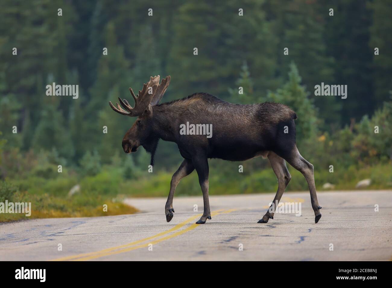 Bull moose Shiras Alces alces shirasi walking across a forest road ...