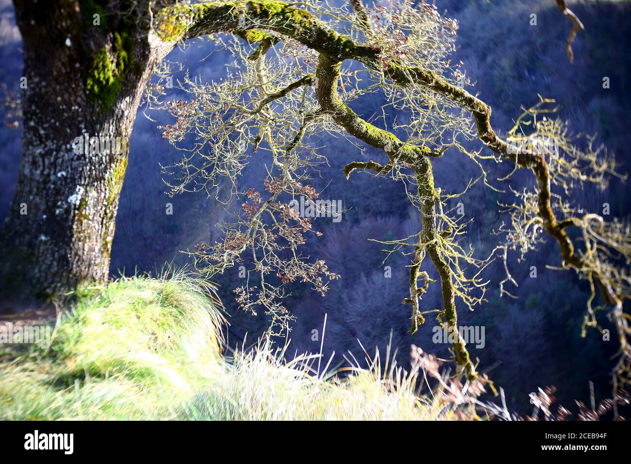 Old leafless tree with bent trunk and moss growing in nature in Gujuli ...