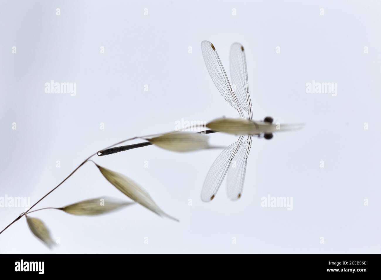 Pictorial photo of dragon-fly hanging on twig on white background Stock ...