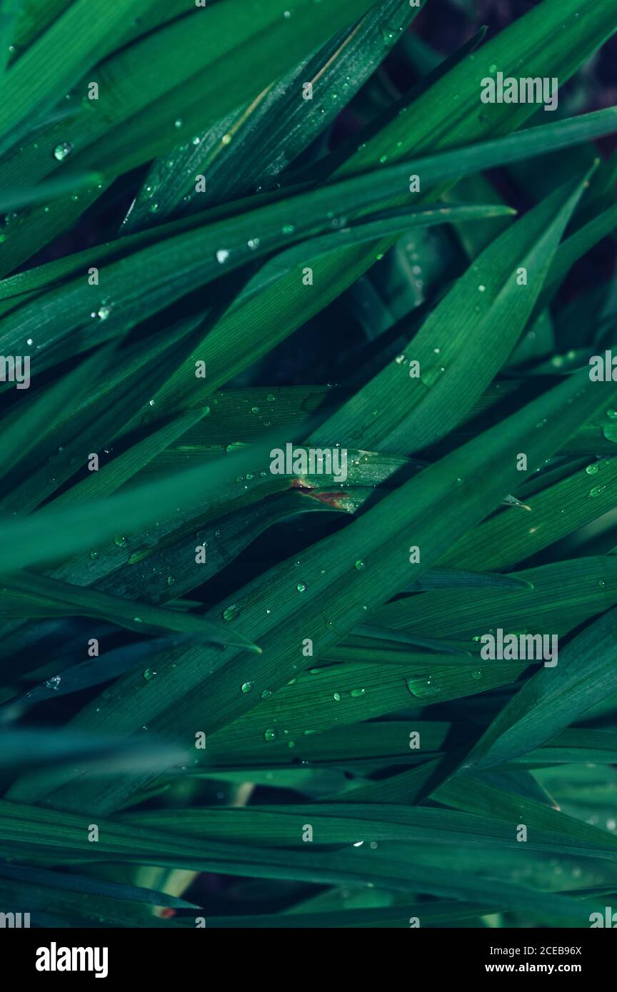 natural vertical background of juicy green grass with rain drops Stock ...