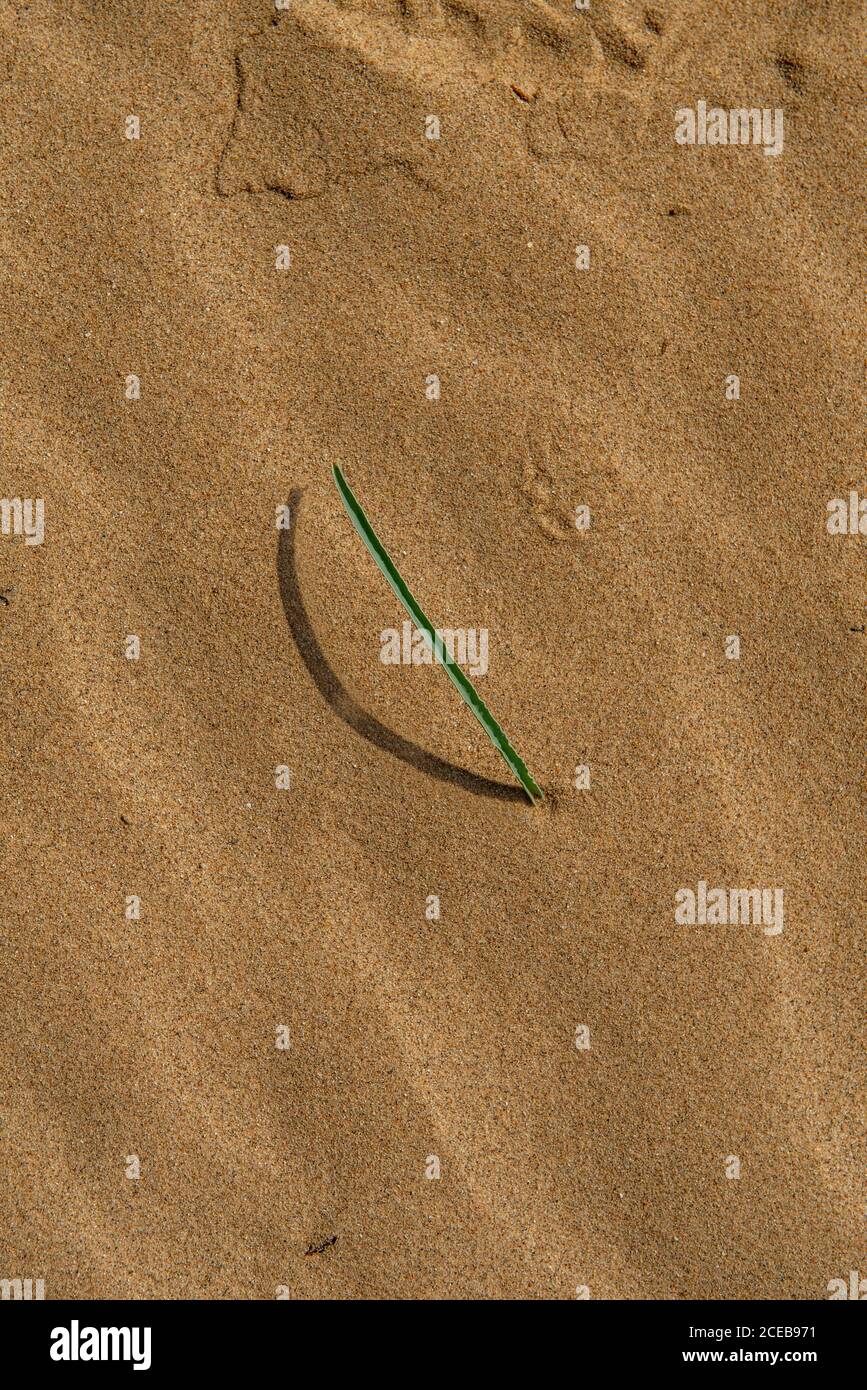 A leaf of the desert lily breaking through the desert sand, an example ...
