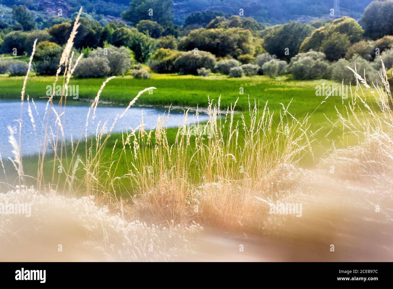Pictorial landscape of green shore of lake with trees in blur, Spain ...