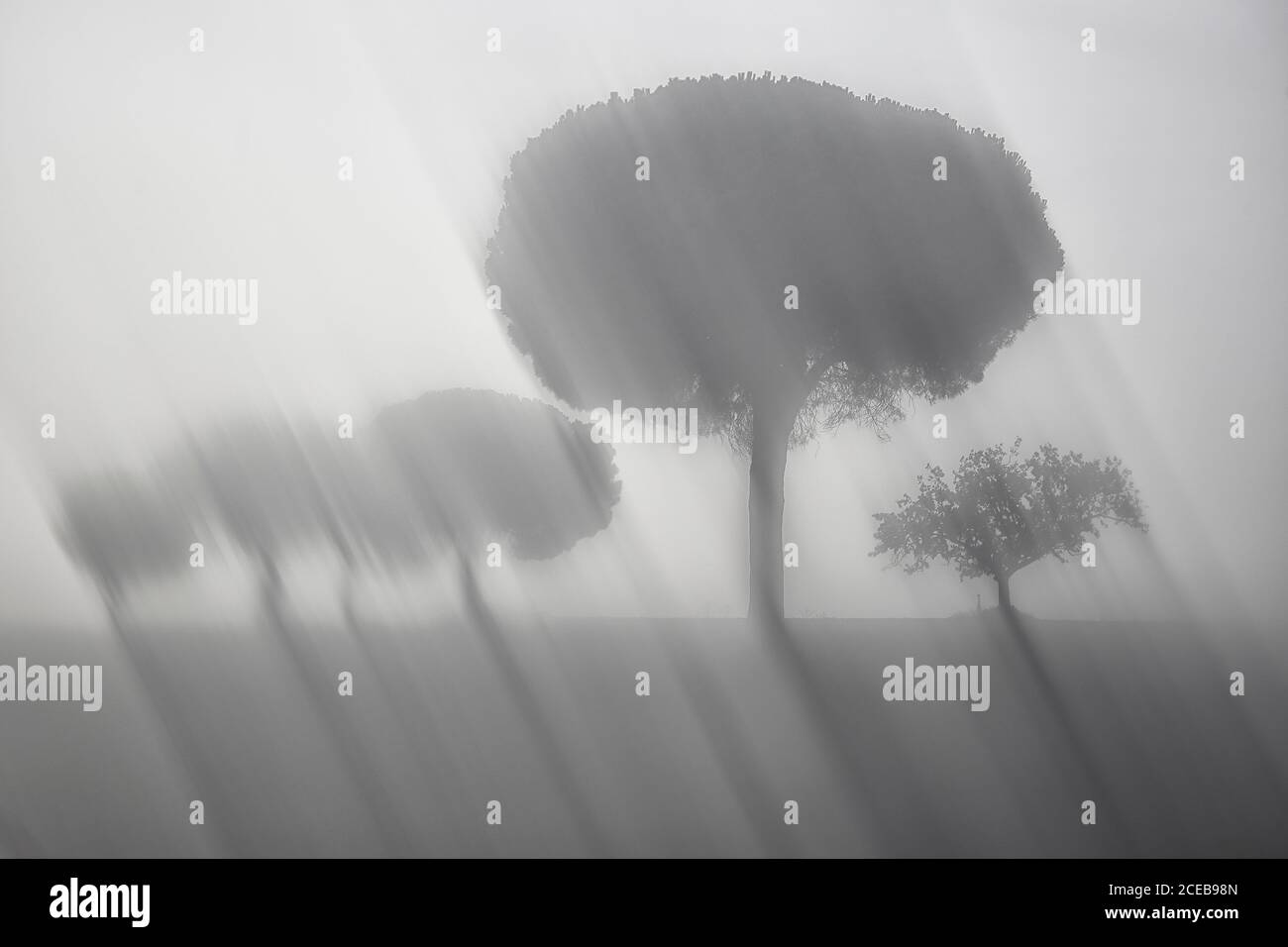 Beautiful pictorial landscape of defocused tree and bushes in dry ...