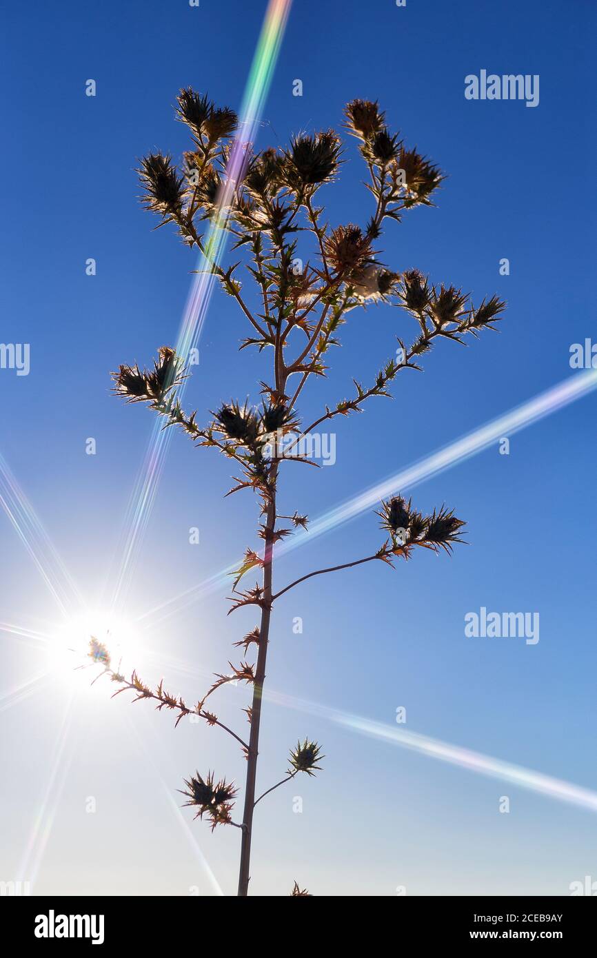Bright sunbeams shining through dry plant on field under clear blue sky ...
