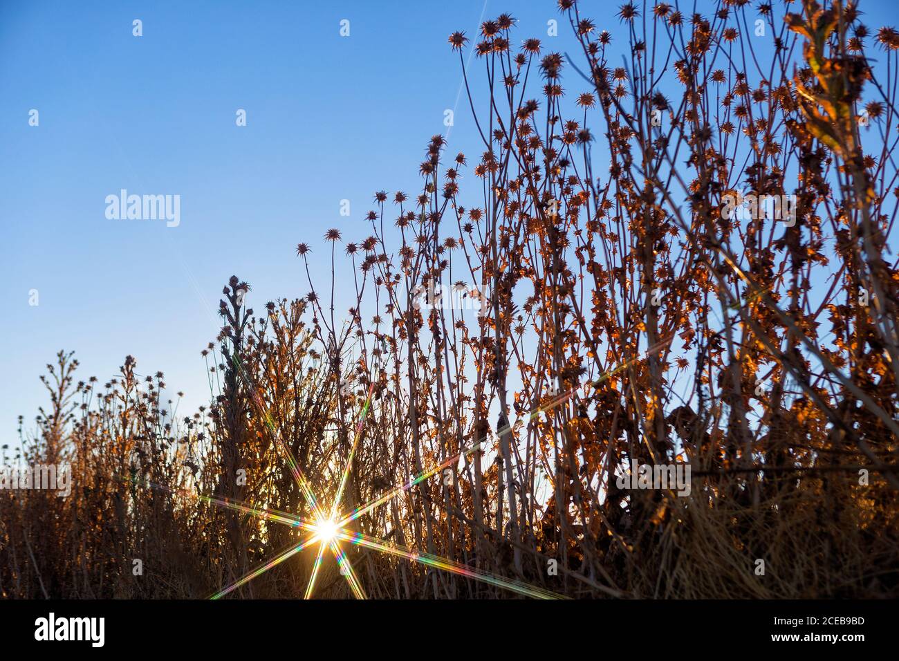Bright sunbeams shining through dry plants on field under clear blue ...