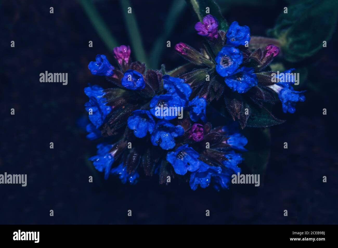 wet after rain blue Pulmonaria in bloom with dark background Stock ...