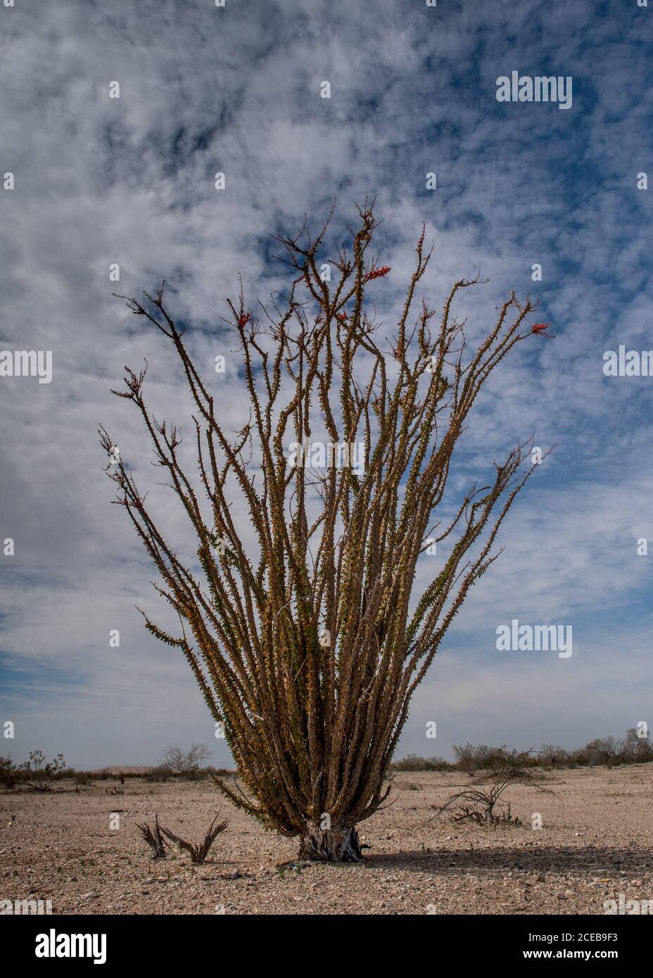 A lone ocotillo flowering in the heart of the Algodones Dunes, Southern ...