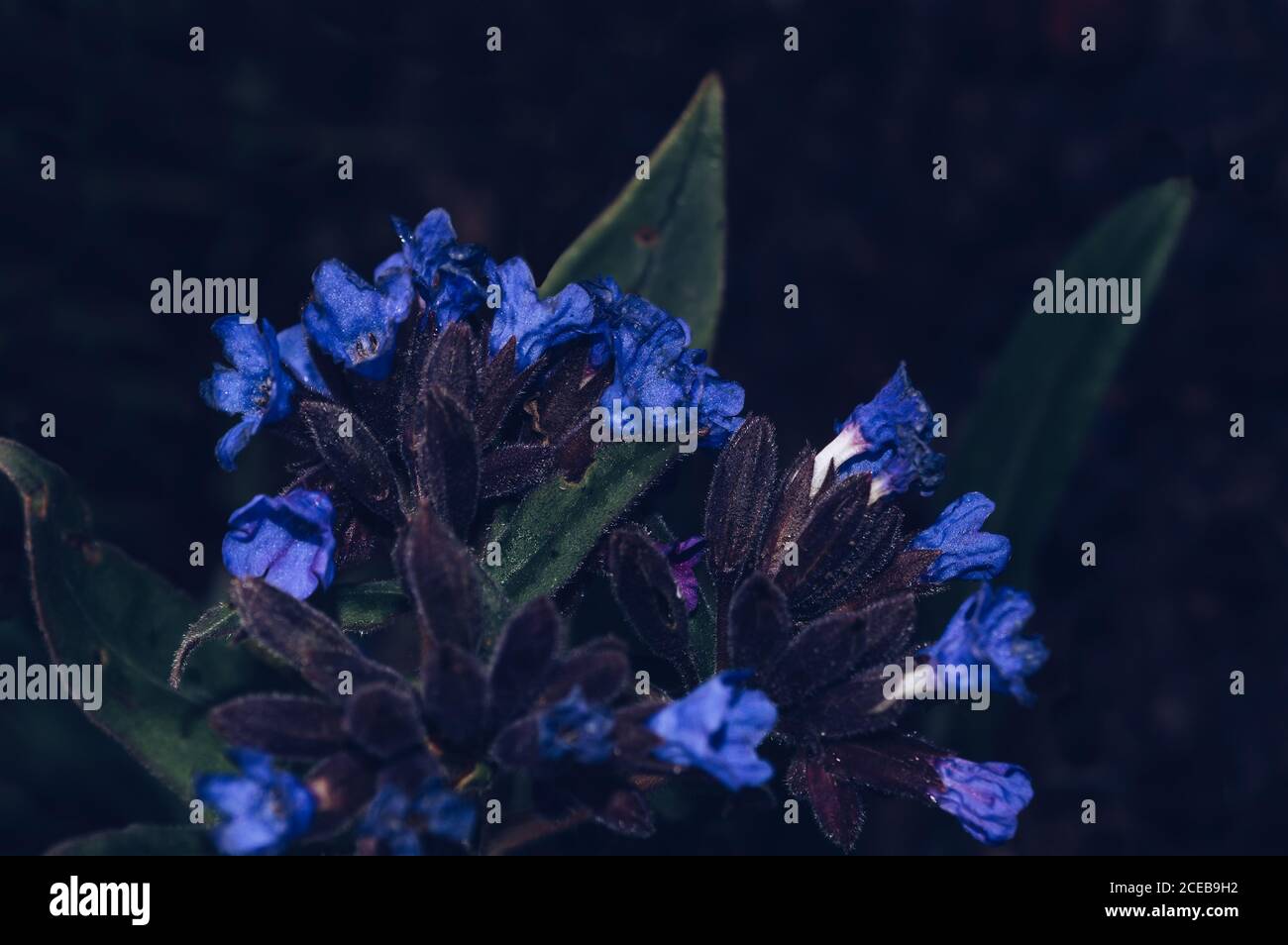 close up view of blue Pulmonaria blossoms after rain Stock Photo - Alamy
