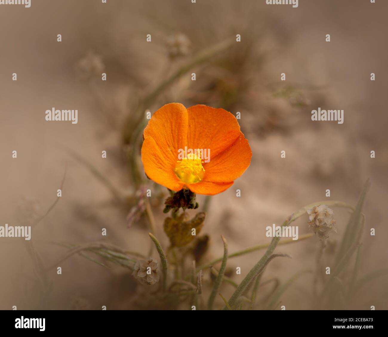 Desert globemallow, wildflower, in the desert of Southern California ...