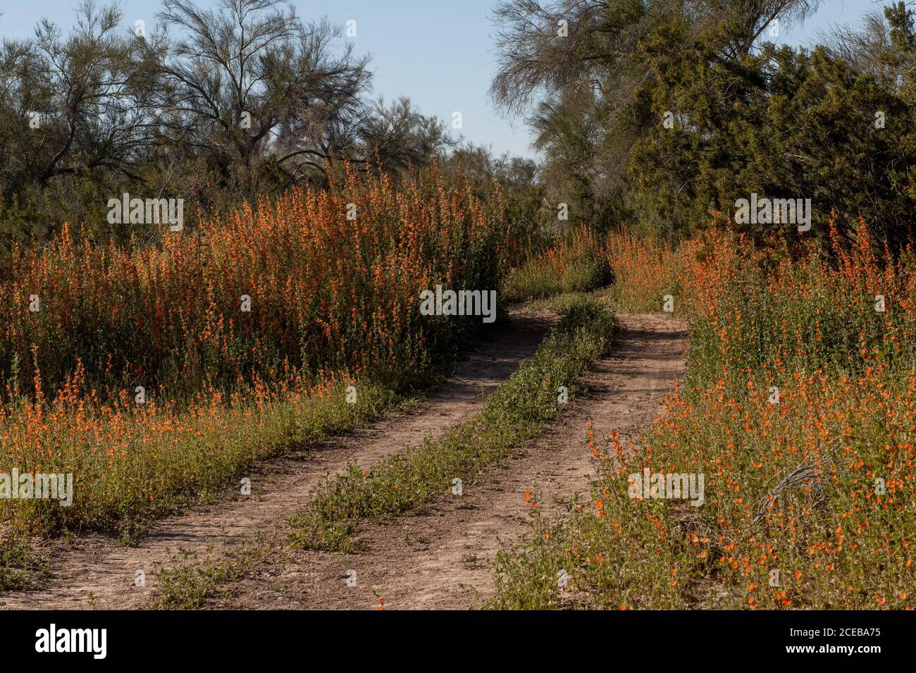 Desert globemallow, wildflower, in the desert of Southern California ...