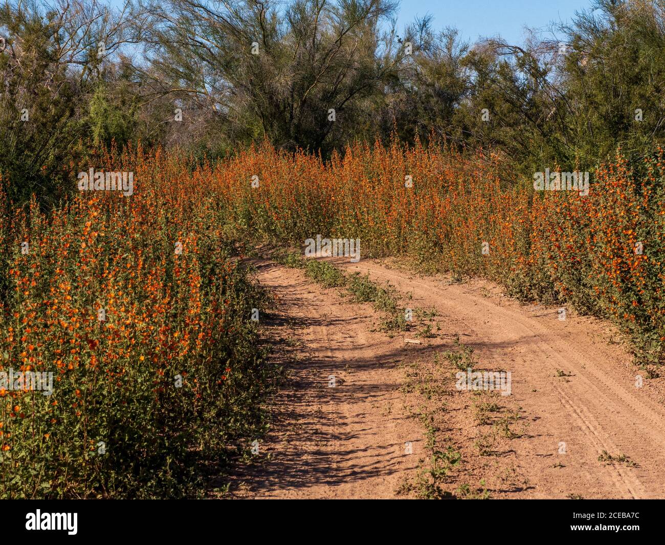 Desert globemallow, wildflower, in the desert of Southern California ...