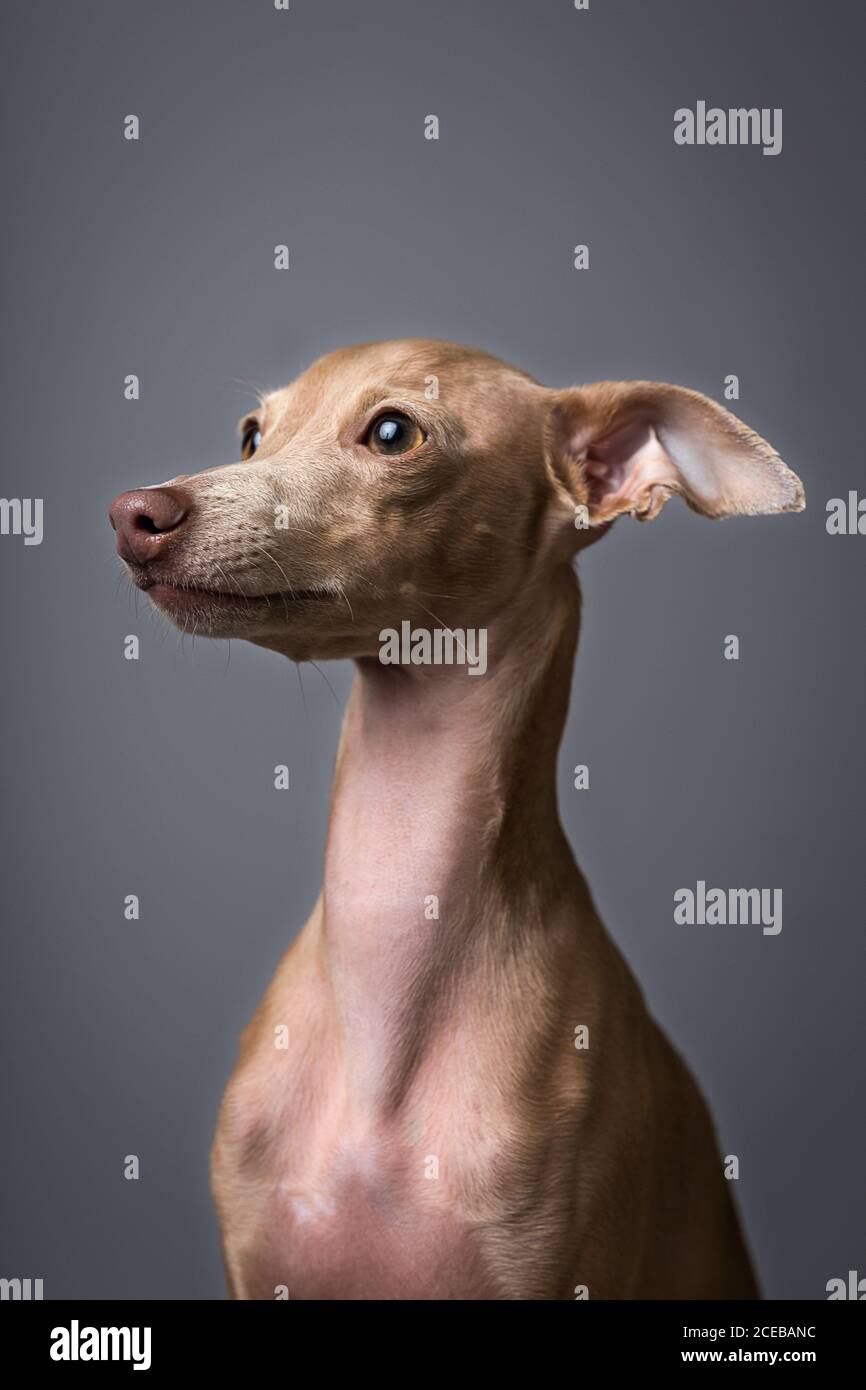 Studio portrait of little italian greyhound dog. Friendly and fun Stock ...