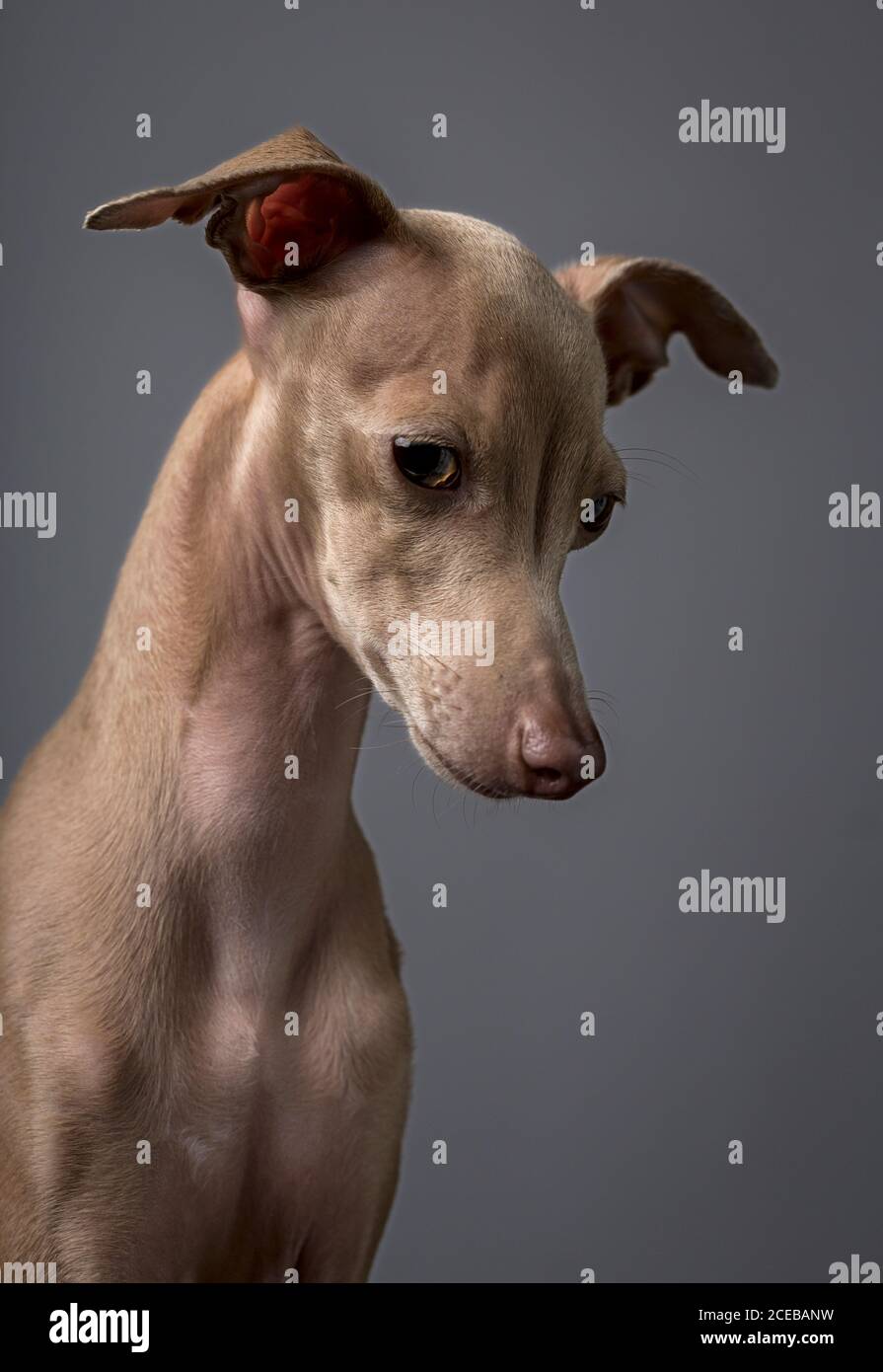 Studio portrait of little italian greyhound dog. Friendly and fun Stock ...