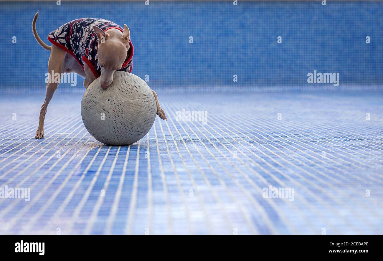 Funny Italian greyhound dog playing in the pool with a ball. Woolen ...