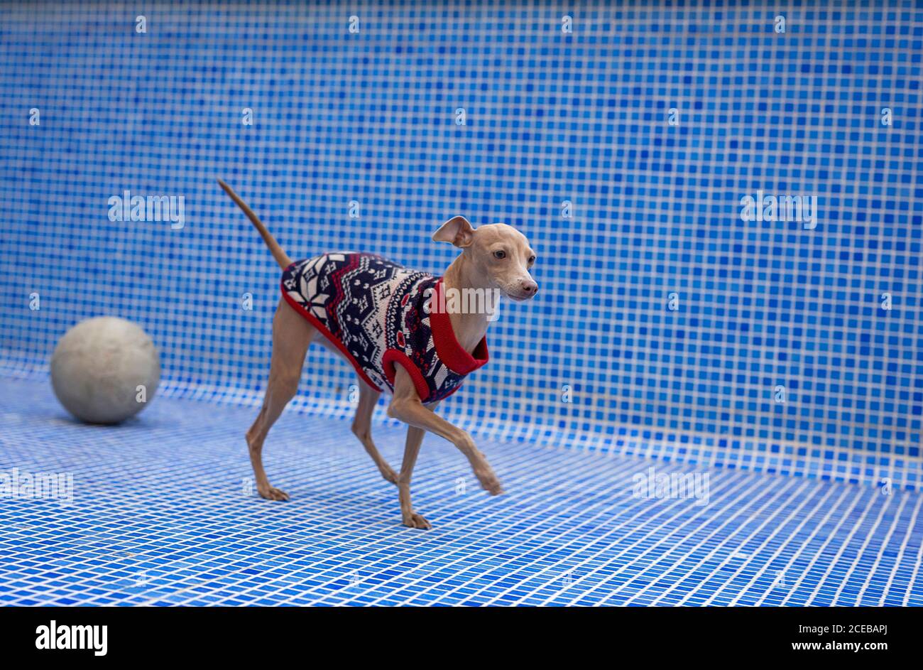 Funny Italian greyhound dog playing in the pool with a ball. Woolen ...