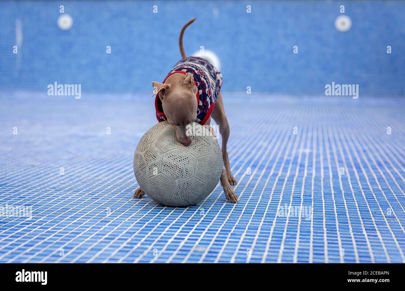 Funny Italian greyhound dog playing in the pool with a ball. Woolen ...