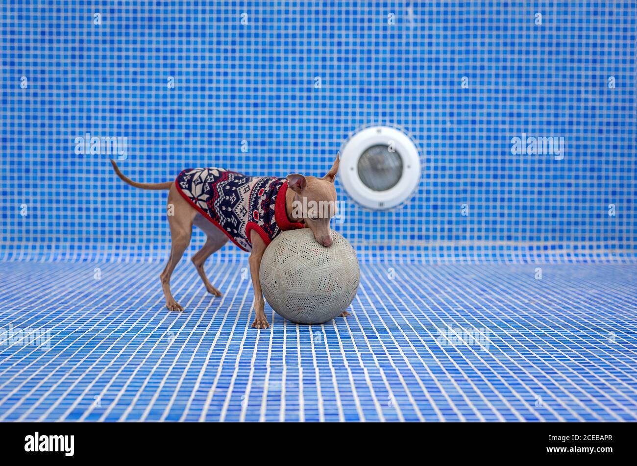 Funny Italian greyhound dog playing in the pool with a ball. Woolen ...