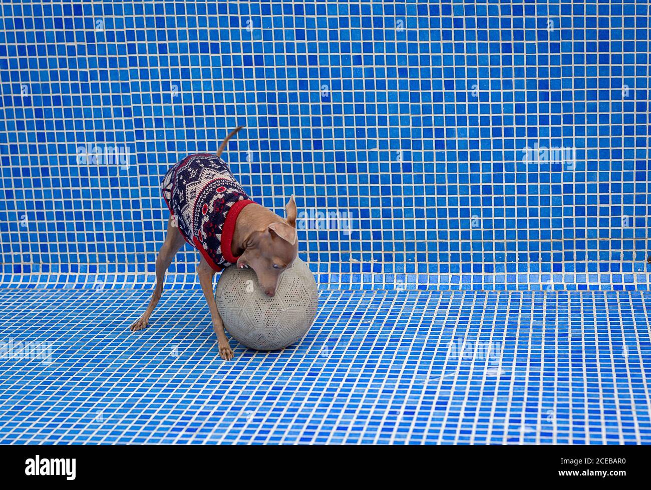 Funny Italian greyhound dog playing in the pool with a ball. Woolen ...