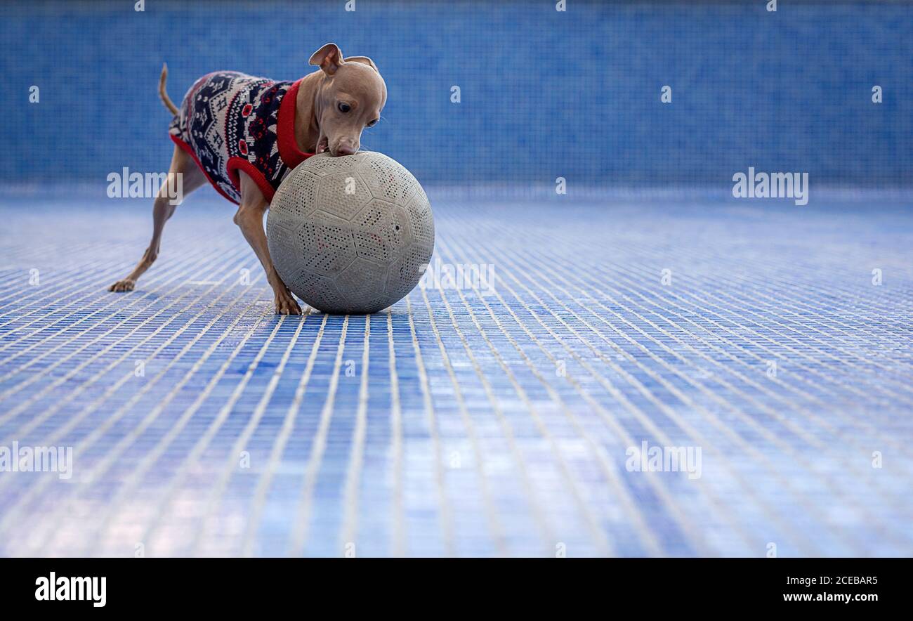 Funny Italian greyhound dog playing in the pool with a ball. Woolen ...