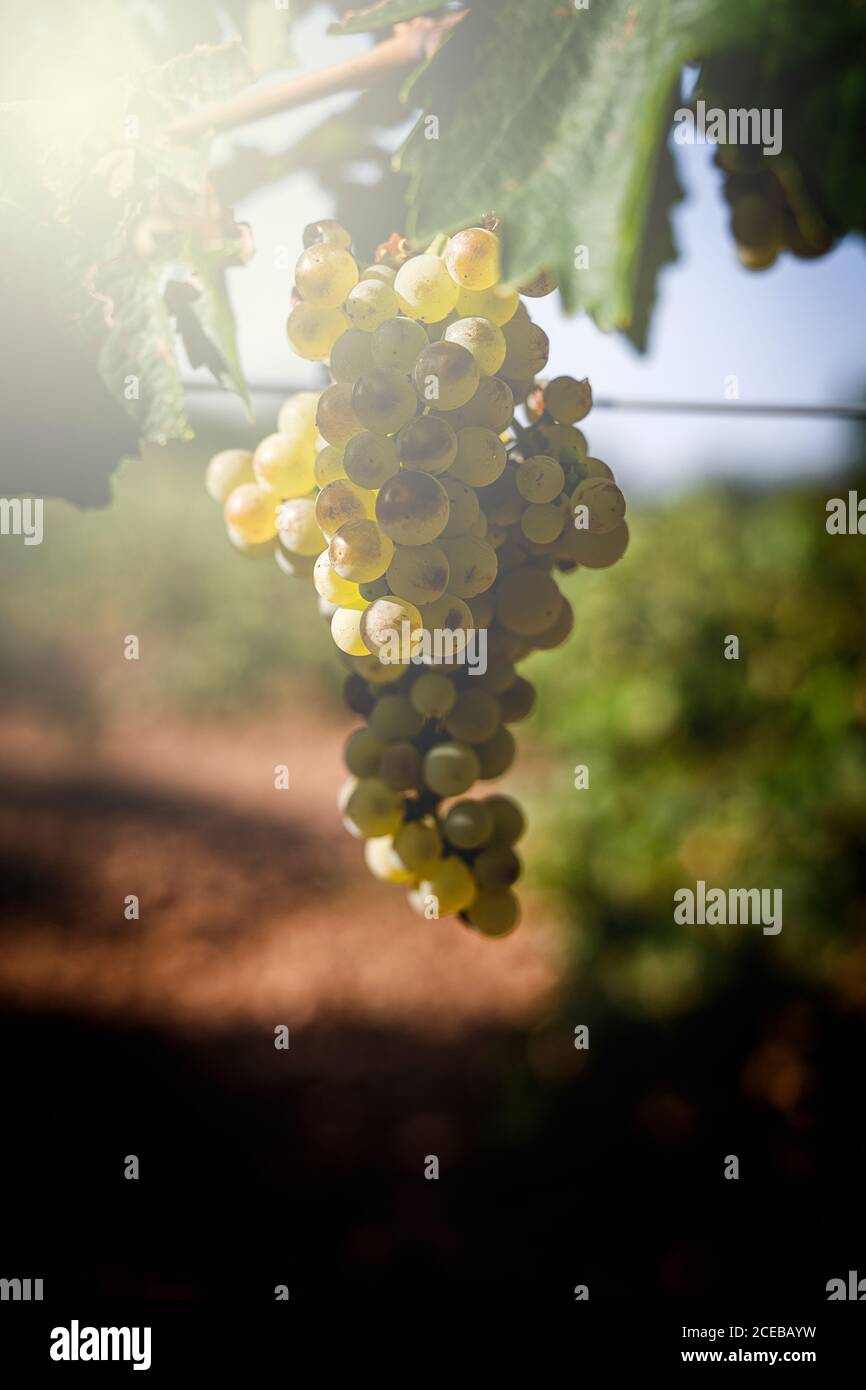Bunches of grapes in the vine. Landscape of typical Spanish agriculture ...