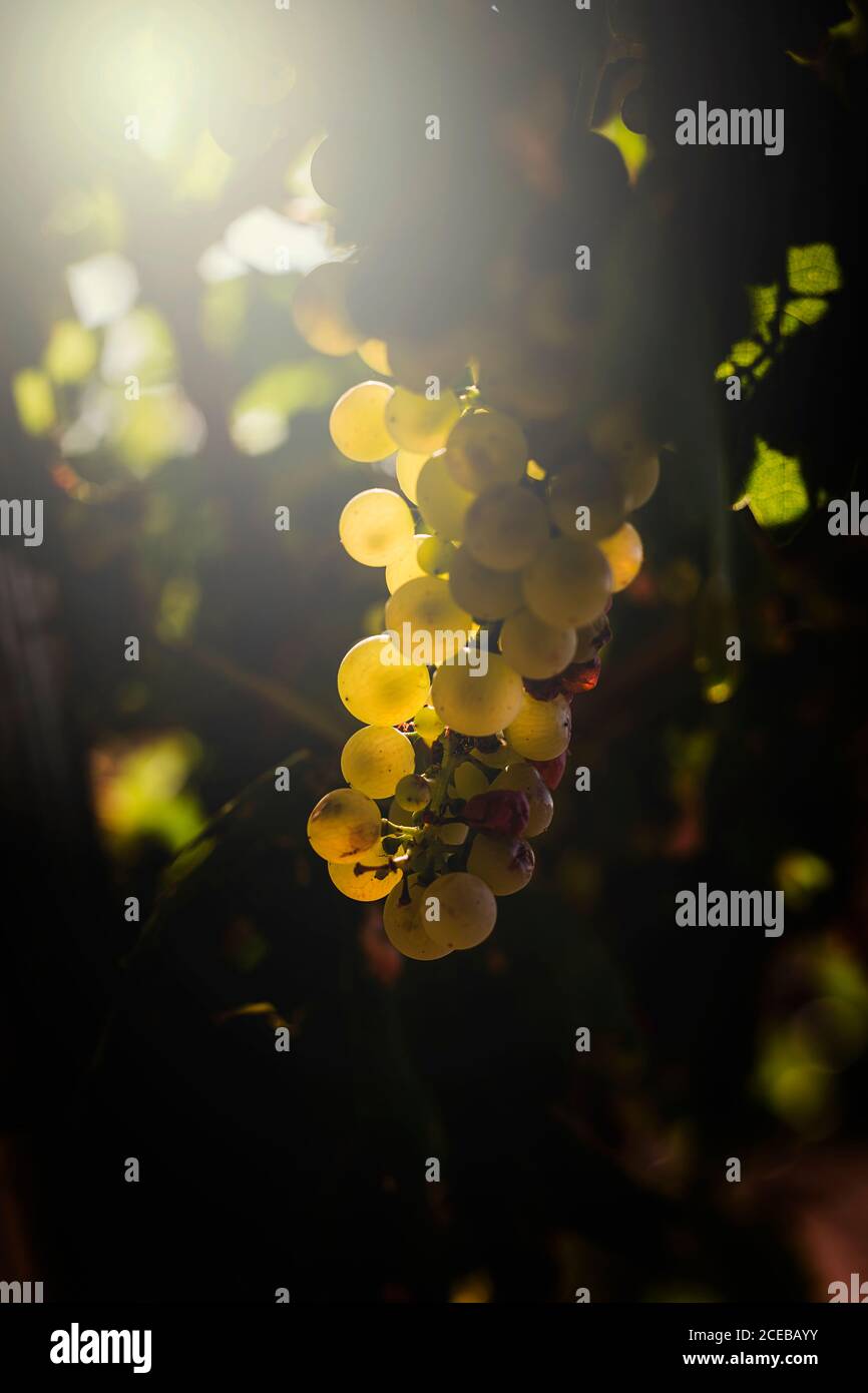 Bunches of grapes in the vine. Landscape of typical Spanish agriculture ...