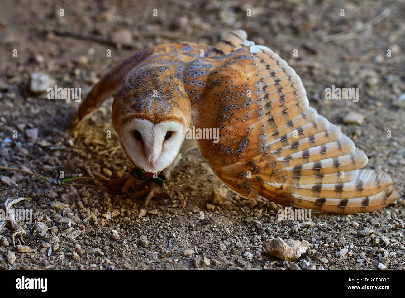 Beijing, Malta. 30th Aug, 2020. A barn owl is seen in Valletta, Malta ...