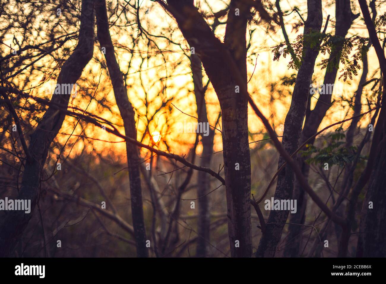 View of magnificent sunset through thin trunks of young trees Stock ...