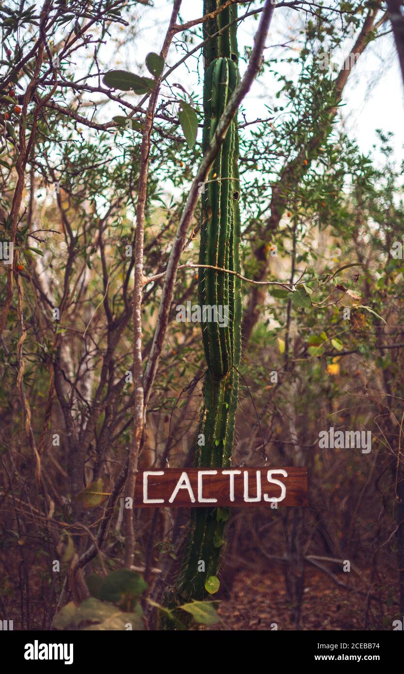 Plate cactus hi-res stock photography and images - Alamy