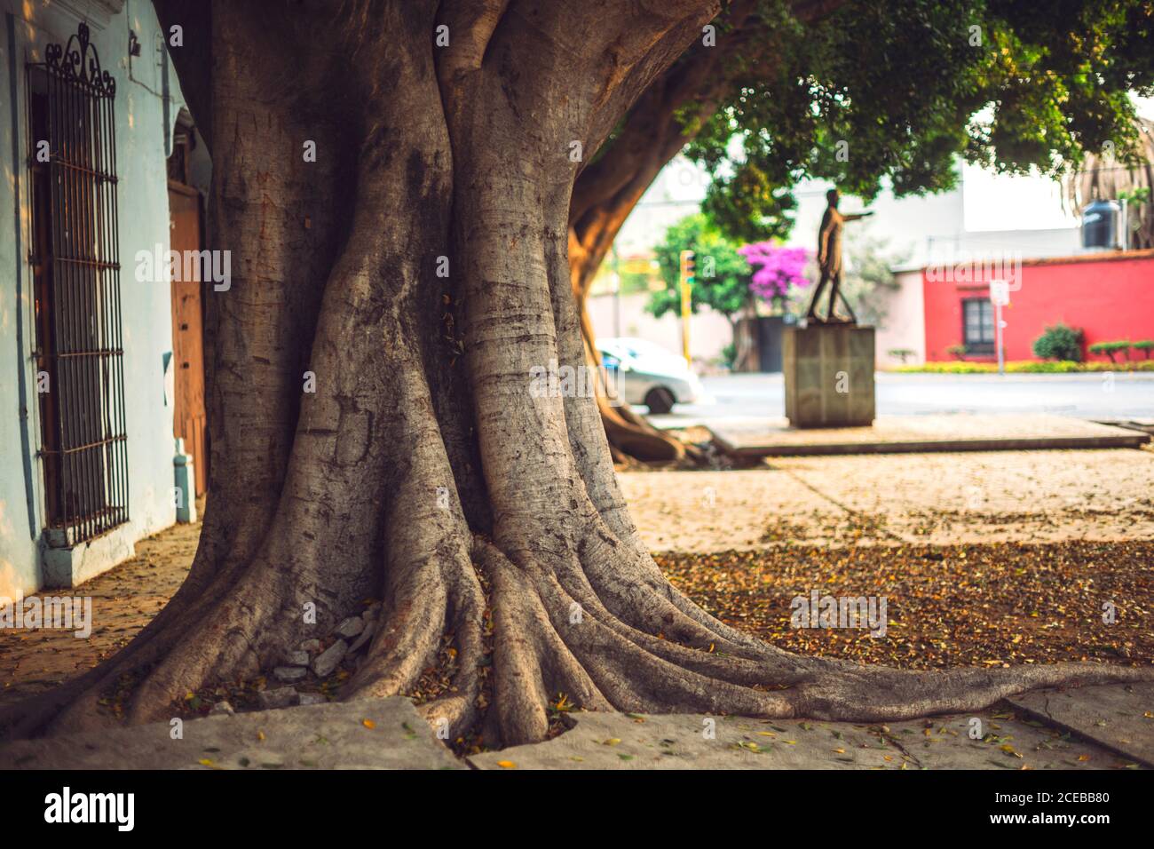 Old tree with thick trunk growing near building in Oaxaca, Mexico Stock ...